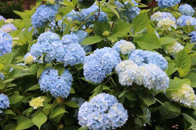 CapeCod.com: Hydrangea Festival - Heritage Museums & Gardens