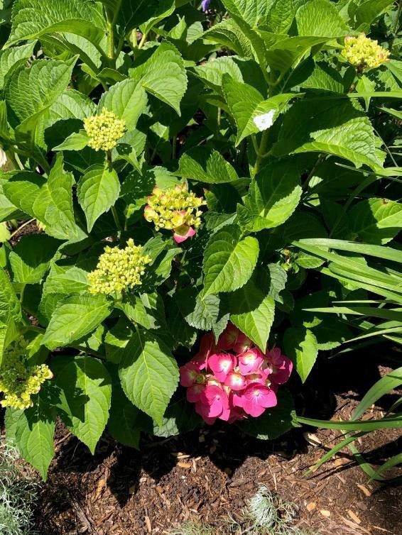 Hydrangea Macrophylla – Summer Crush | Heritage Museums & Gardens