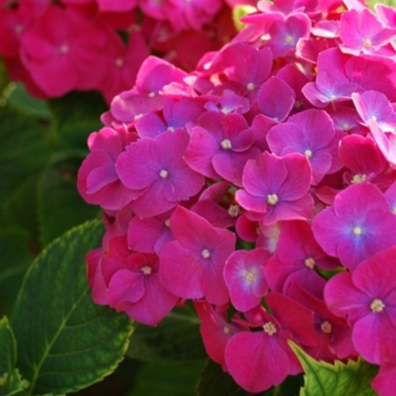 Fertilizing Hydrangeas: Keep It Simple